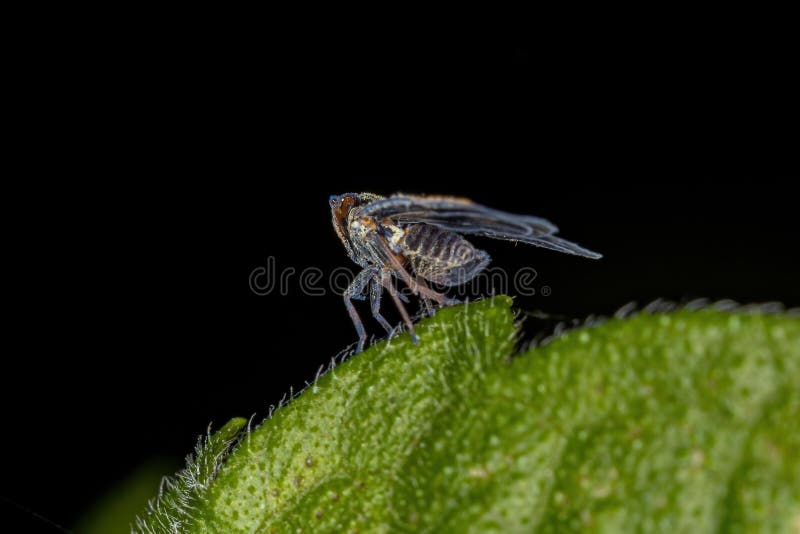 Adult Small Planthopper stock image. Image of bothriocerinae - 228541607