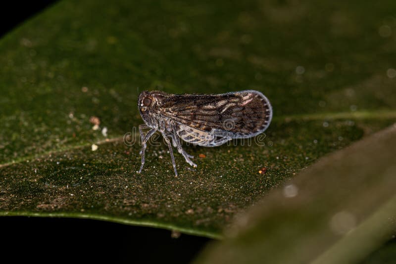 Adult Small Planthopper Insect Stock Image - Image of detail ...