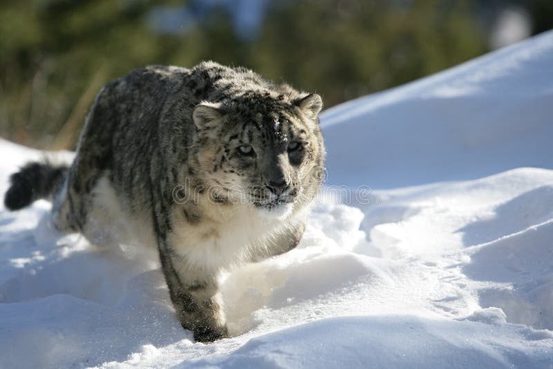 Adult Snow Leopard stock photo. Image of elusive, leopard - 23511896