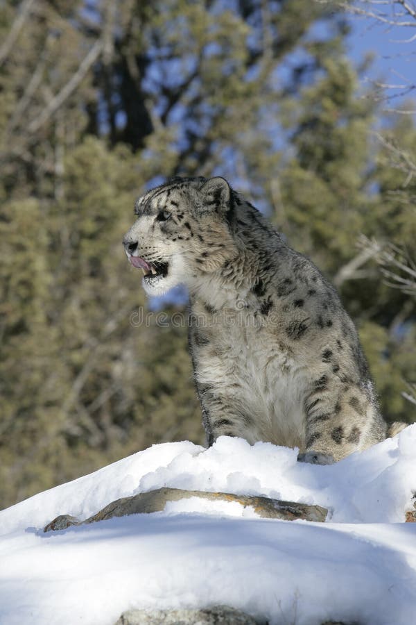 Adult Snow Leopard stock photo. Image of elusive, leopard - 23511896