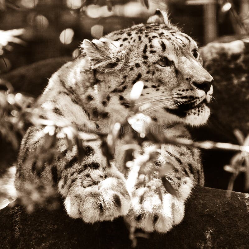 Adult Snow Leopard Resting on Rock Stock Image - Image of watching ...