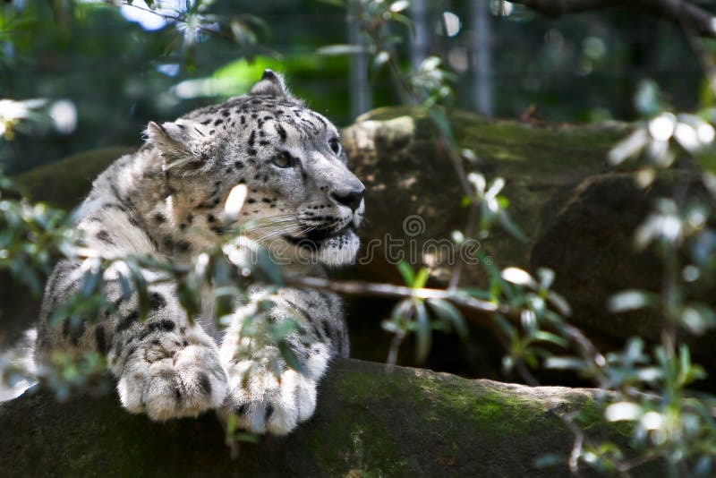 Adult Snow Leopard Resting on Rock Stock Photo - Image of predator ...