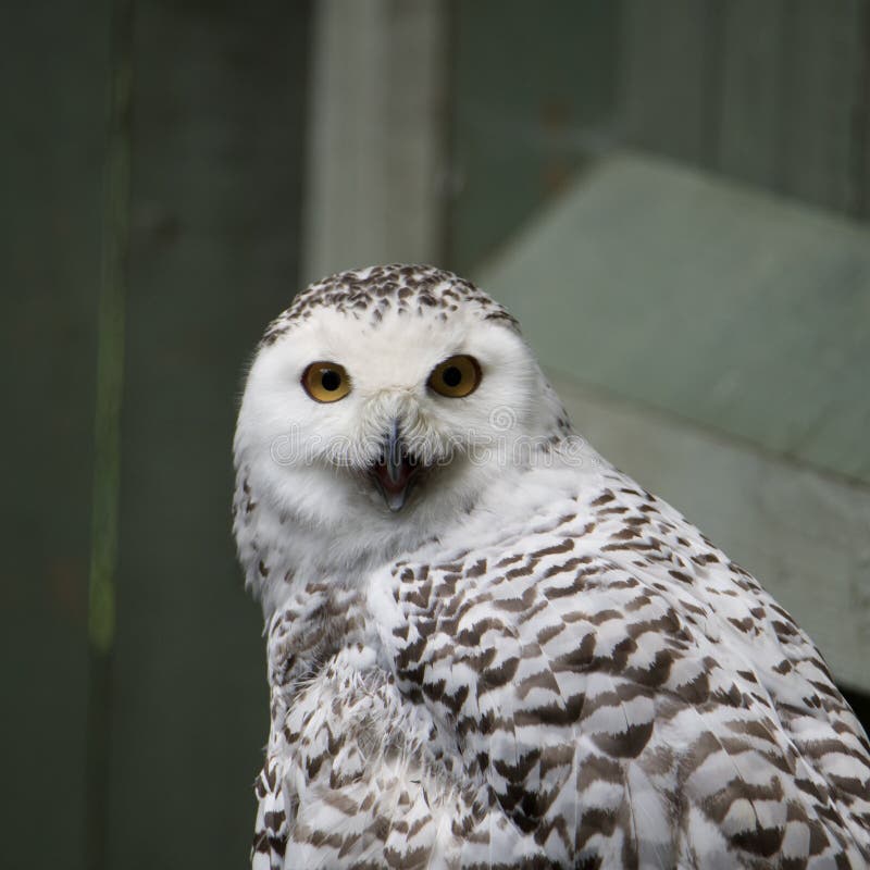 Adult Snowy owl stock photo. Image of bird, profile - 225222324