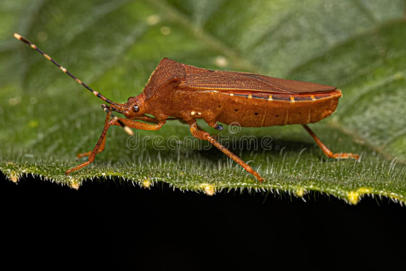 Adult Squash Bug stock image. Image of hypselonotini - 283677271