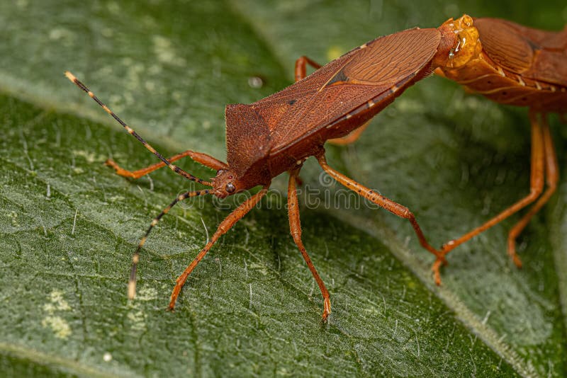 Adult Squash Bugs stock photo. Image of anasa, couple - 264275862