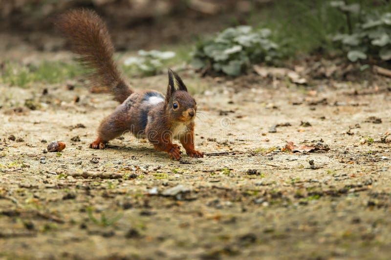 An Adult Squirrel Running in the Dirt on the Ground, Stock Photo ...