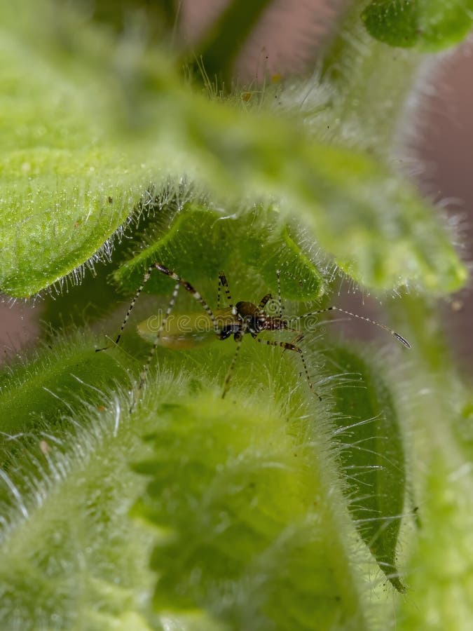 Adult Stilt Bug stock photo. Image of insects, green - 214660554