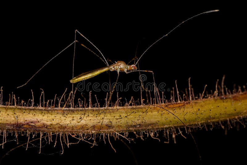 Adult Stilt Bug stock image. Image of creature, heteroptera - 255484477