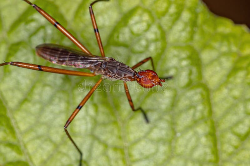 Adult Stilt-legged Fly stock image. Image of micropezid - 229868435
