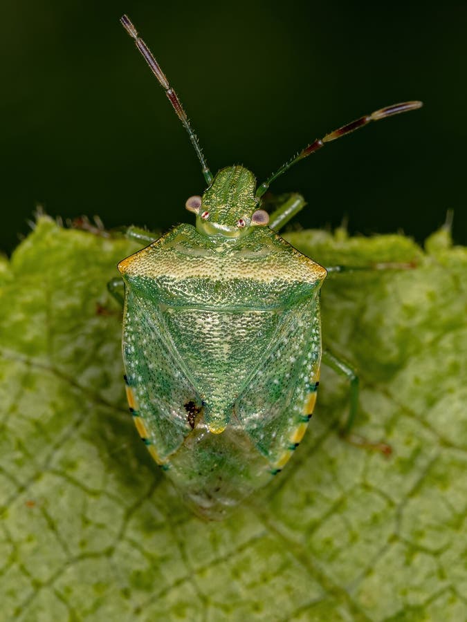 Adult Stink Bug stock photo. Image of adult, heteroptera - 255483546
