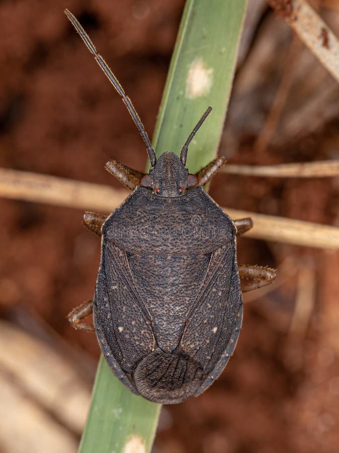 Adult Stink Bug stock image. Image of insect, creature - 238163473