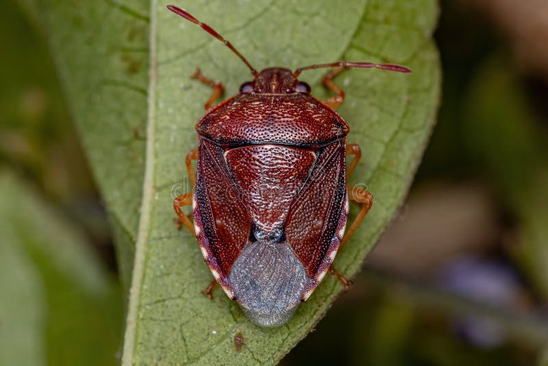 Adult Stink bug stock photo. Image of pentatomomorph - 228542302