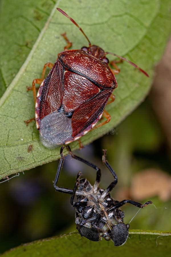 Adult Stink bug stock image. Image of natural, macro - 228542303