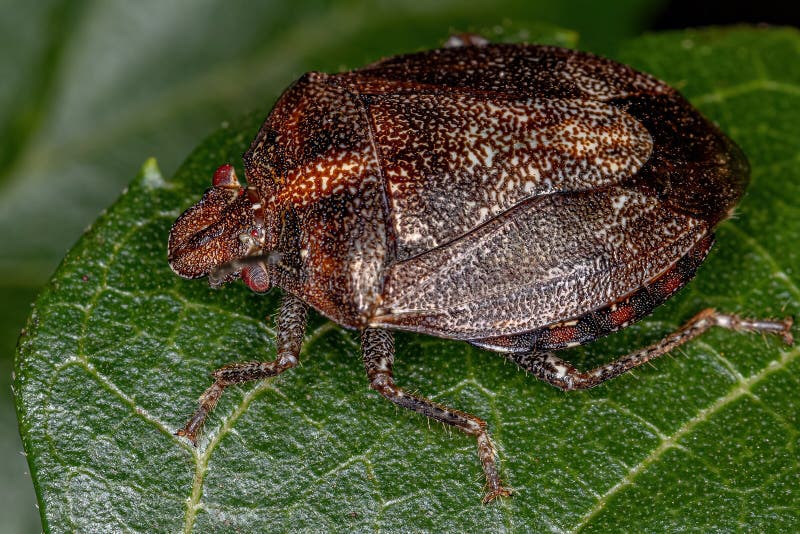 Adult Stink bug stock photo. Image of brown, discocephalini - 231750828