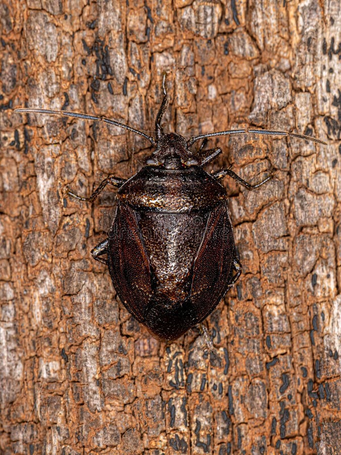 Adult Stink Bug stock photo. Image of adult, heteroptera - 255483546