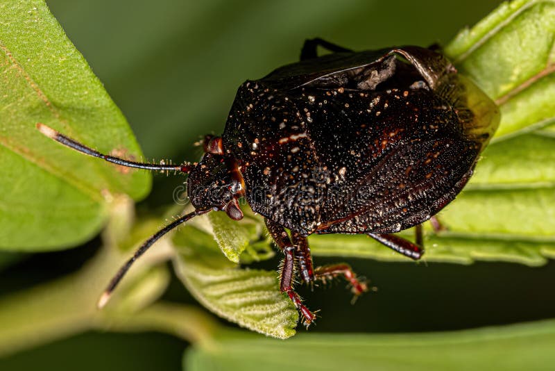 Adult Stink Bug stock photo. Image of adult, heteroptera - 255483546