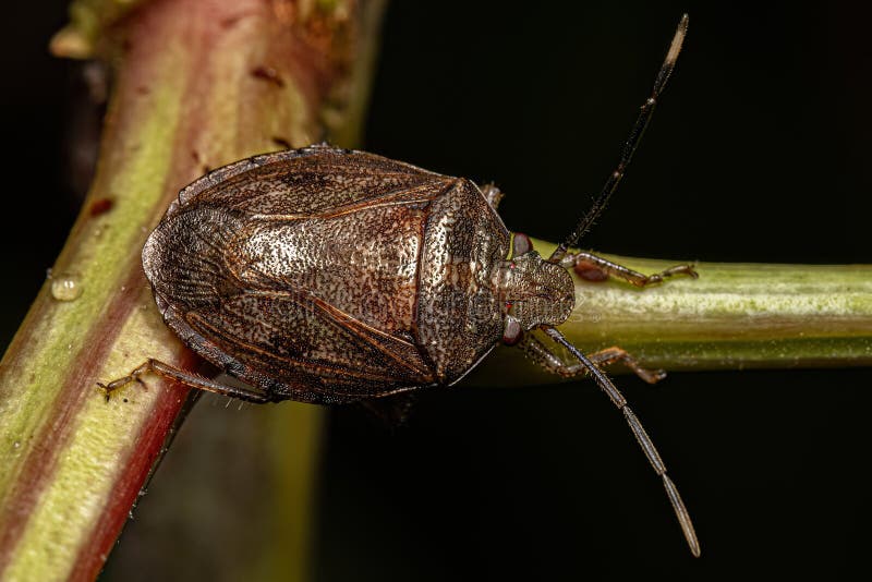 Adult Stink Bug stock photo. Image of adult, heteroptera - 255483546