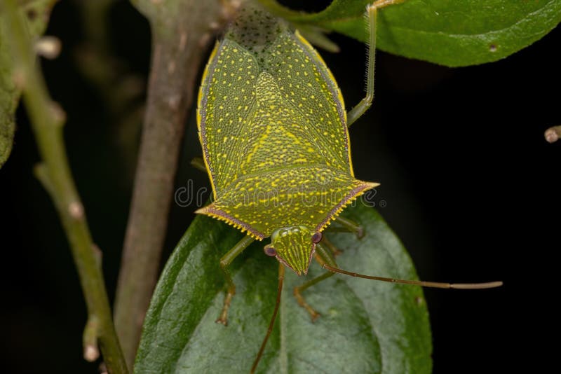 Adult Stink Bug stock photo. Image of shield, pentatomidae - 226435742