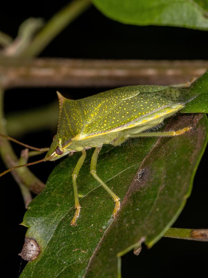 Adult Stink Bug stock image. Image of detail, natural - 226435759