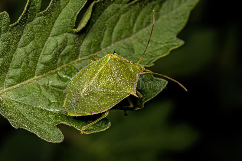 Adult Stink Bug stock photo. Image of pentatomoidea - 263480052