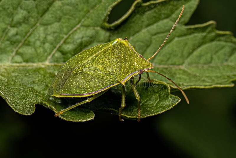 Adult Stink Bug stock photo. Image of adult, heteroptera - 255483546