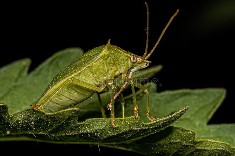 Adult Stink Bug stock photo. Image of insects, entomology - 263480056