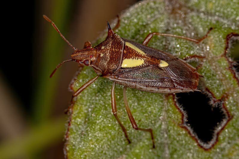 Adult Stink Bug stock image. Image of hemiptera, heteroptera - 241287807