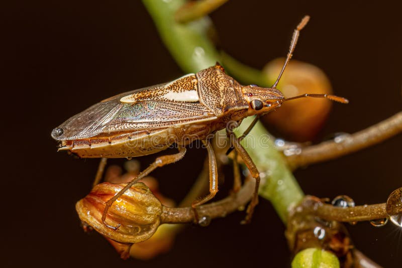 Adult Stink Bug stock photo. Image of adult, heteroptera - 255483546