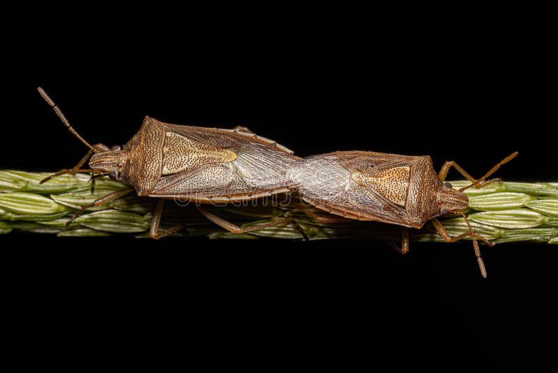 Adult Stink Bug stock photo. Image of adult, heteroptera - 255483546