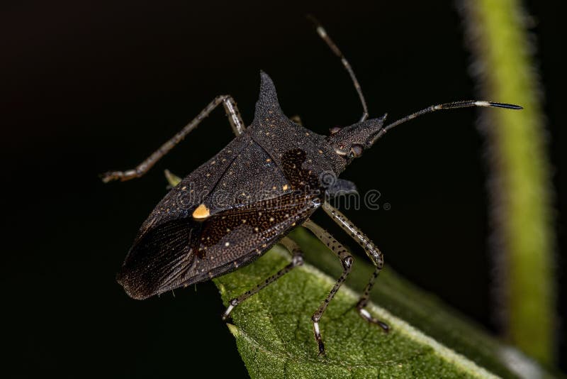 Adult Stink bug stock photo. Image of arthropoda, pentatominae - 228542298