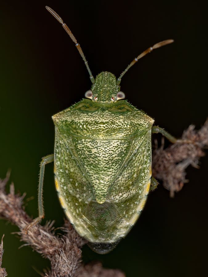 Adult Stink Bug stock image. Image of pentatomoidea - 238164963
