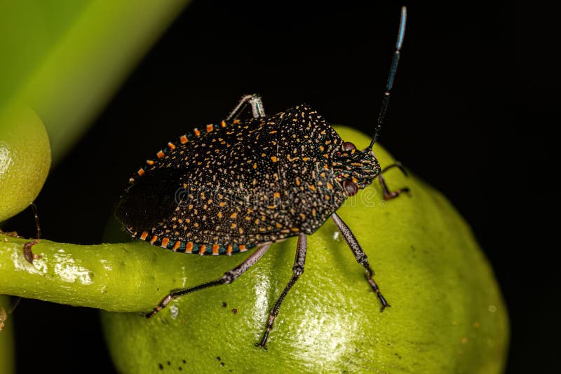 Adult Stink bugs stock image. Image of female, antiteuchus - 263480067