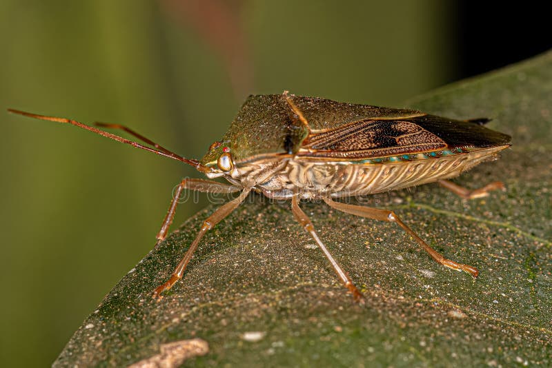 Adult Stink Bug stock image. Image of hopper, pentatomoidea - 258931681 Adult Stink Bug stock image. Image of hopper, pentatomoidea - 258931681