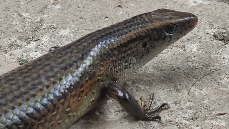 338 Philippines Lizard Stock Photos - Free & Royalty-Free Stock Photos ...