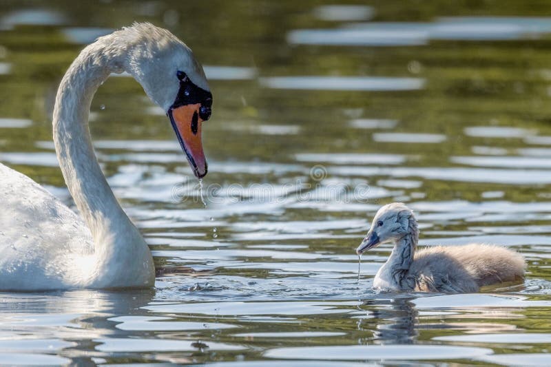 Adult Swan and a Cygnet on a Pond Stock Image - Image of adult, natural ...
