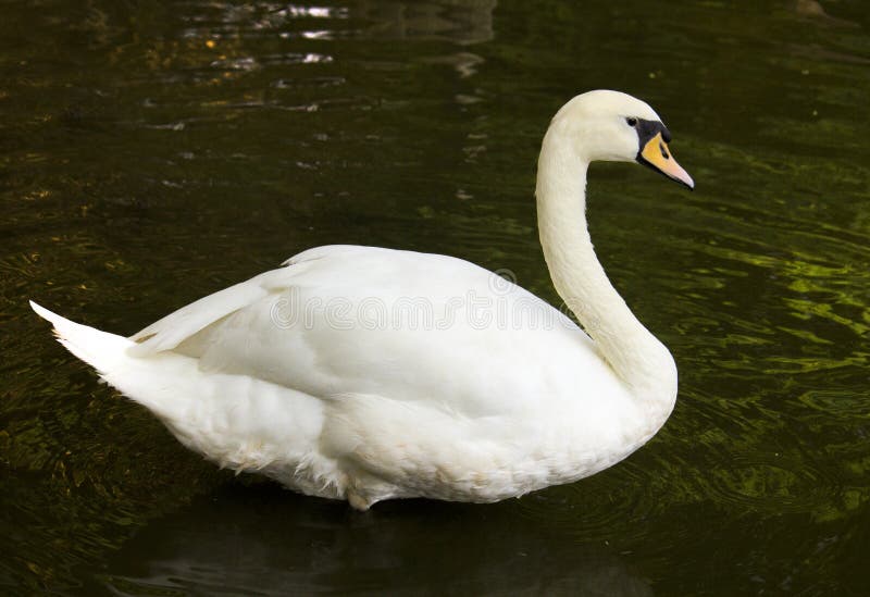 Swan Over Water Decided Not To Fly Up Stock Image - Image of horizon ...