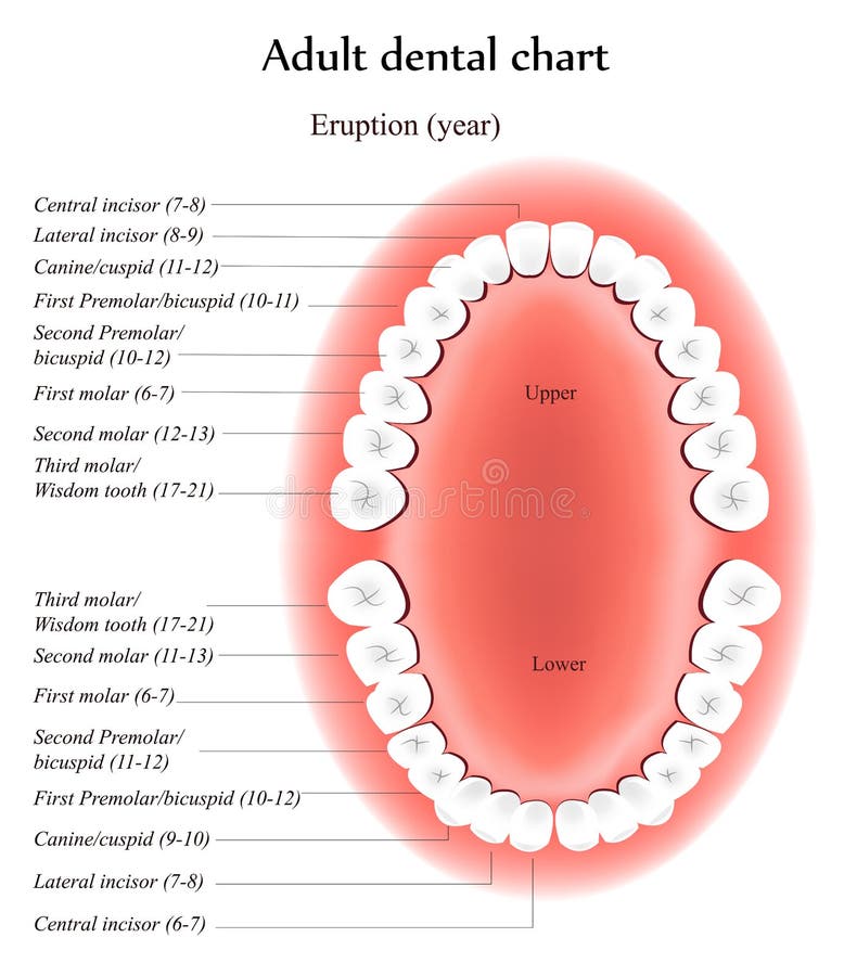 Mouth Anatomy stock vector. Illustration of human, healthy - 24267570