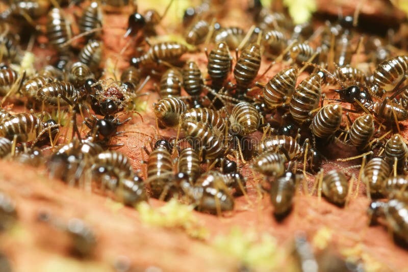 Adult of termites stock photo. Image of detail, destruction - 24040744
