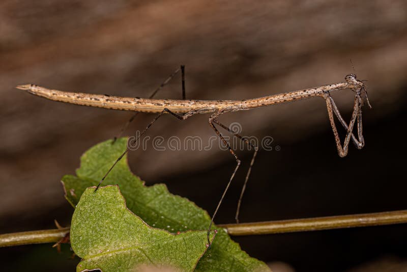 Adult Thespid Mantis stock photo. Image of mantids, stick - 255483998