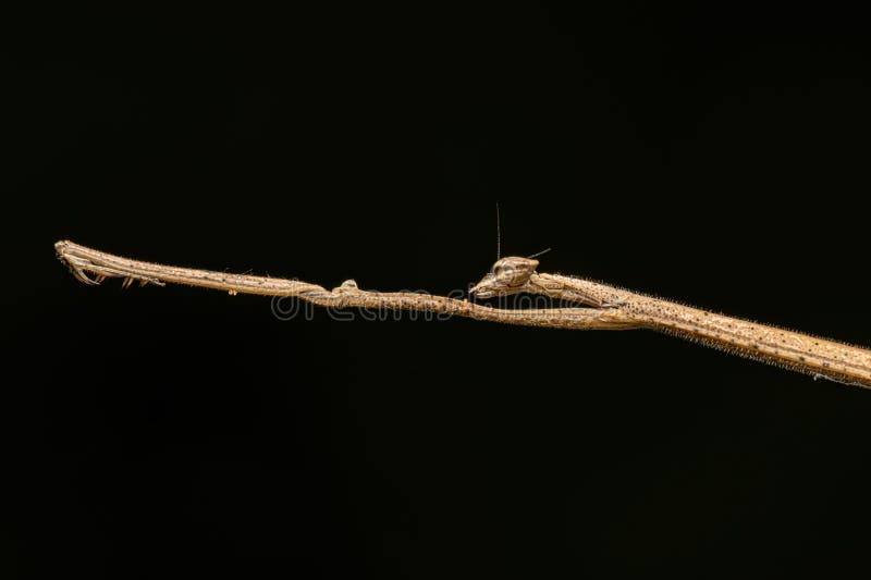 Adult Thespid Mantis stock photo. Image of mantoididae - 283677158