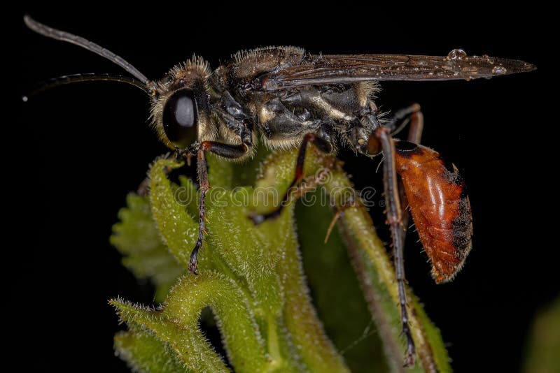 Adult Thread-waisted Wasp stock image. Image of fauna - 232803835