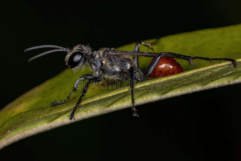 Adult Thread-waisted Wasp stock photo. Image of threadwaisted - 233496352