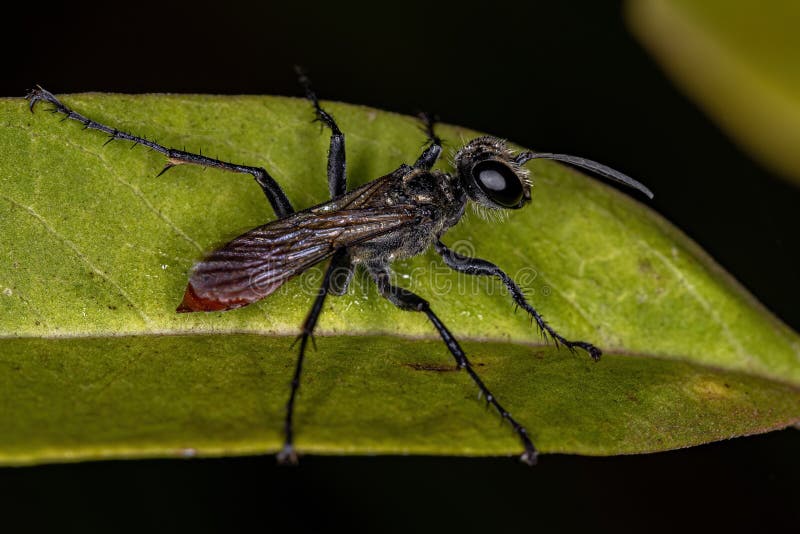 Adult Thread-waisted Wasp stock image. Image of fauna - 233496357