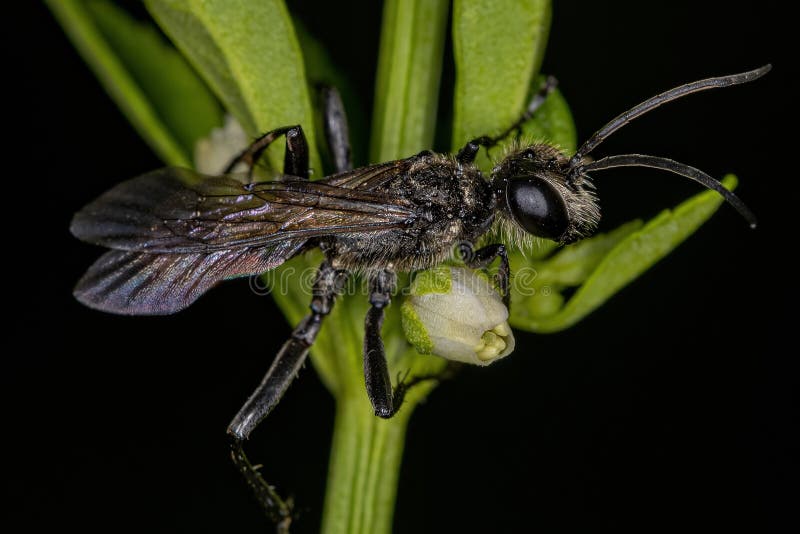 Adult Thread-waisted Wasp stock photo. Image of entomology - 233496362