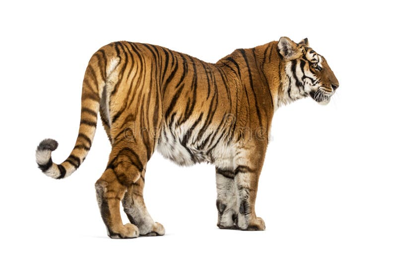 621 Tiger Back View Stock Photos - Free & Royalty-Free Stock Photos ...