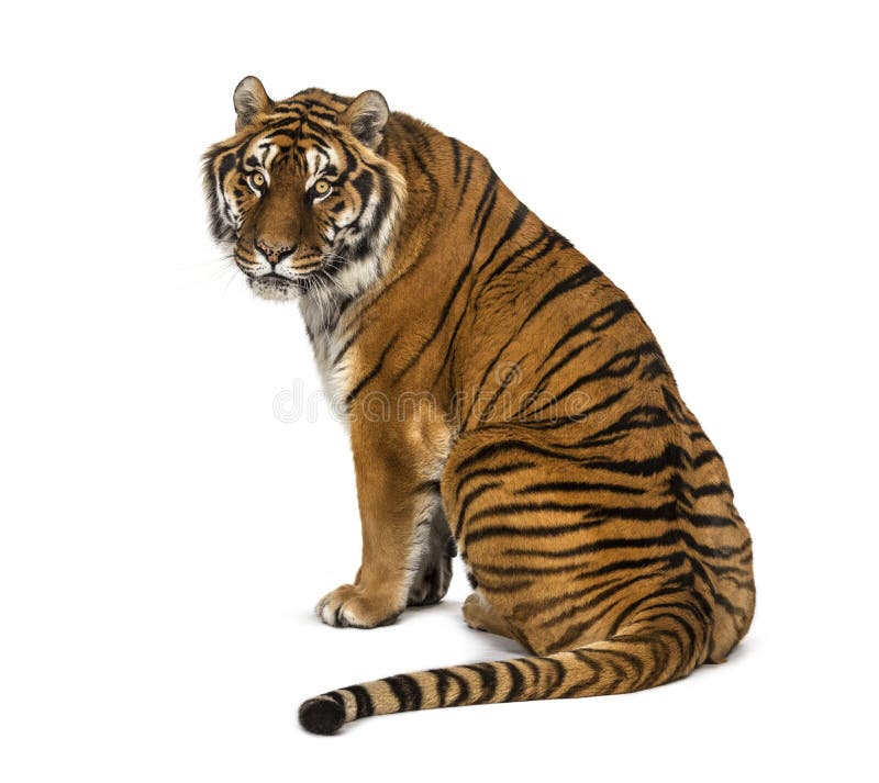 Adult Tiger isolated stock photo. Image of wild, sitting - 215746394