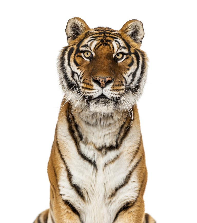 269 Tiger Facing Camera Stock Photos - Free & Royalty-Free Stock Photos ...