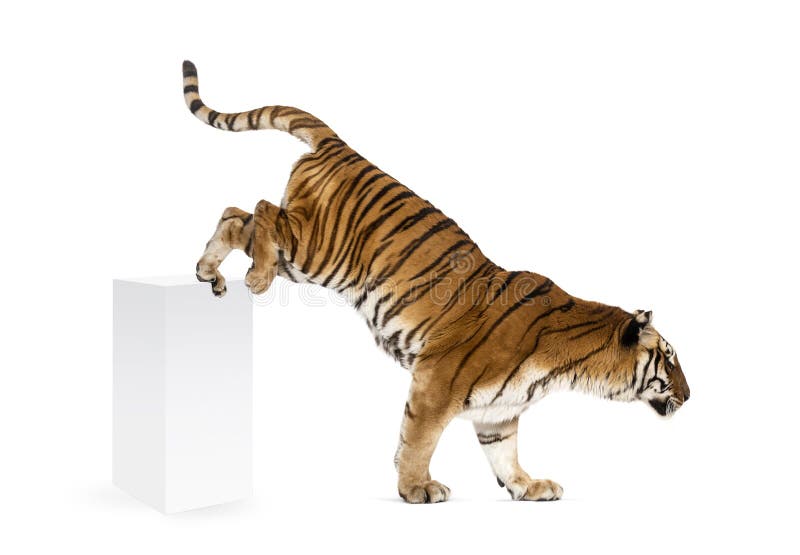 Adult Tiger isolated stock photo. Image of studio, vertebrate - 215660434