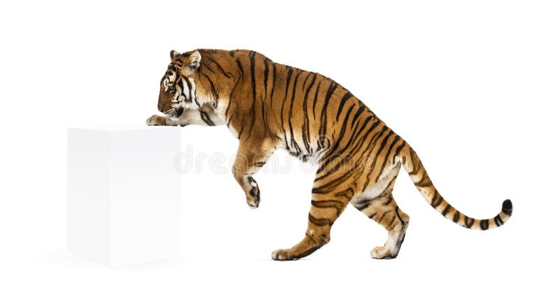 Adult Tiger isolated stock photo. Image of tigris, studio - 215660420