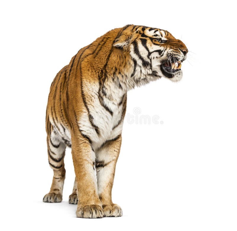 Adult Tiger isolated stock image. Image of fauna, biodiversity - 215745665